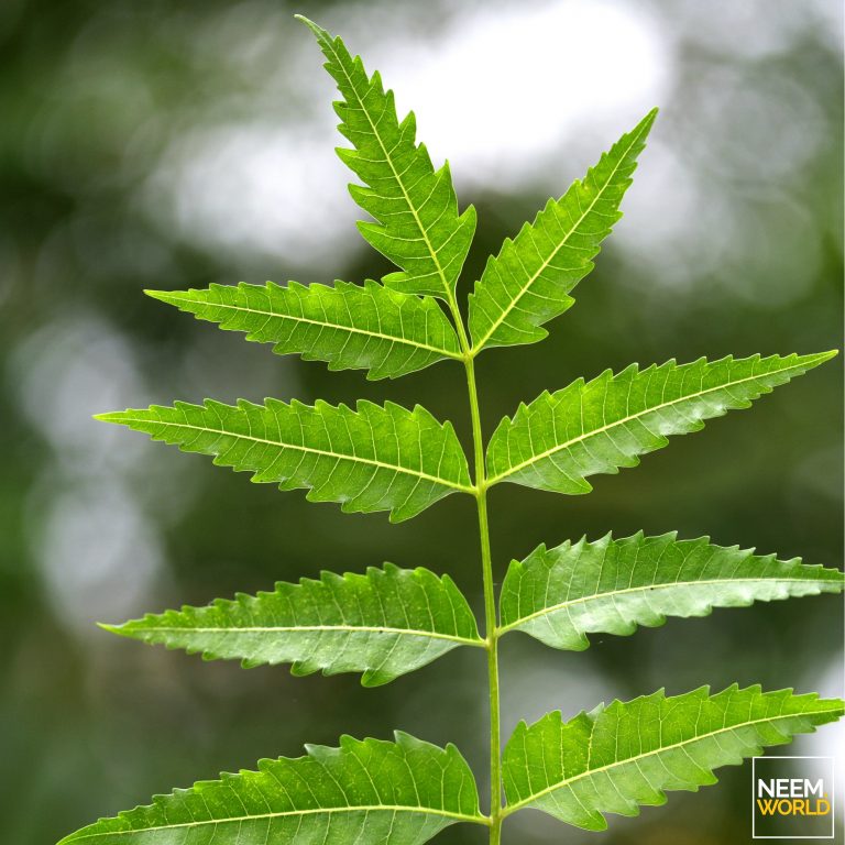 Benefits of Neem Tea
